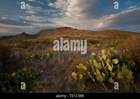 Big Bend National Park, Brewster County, Texas, USA Stock Photo - Alamy