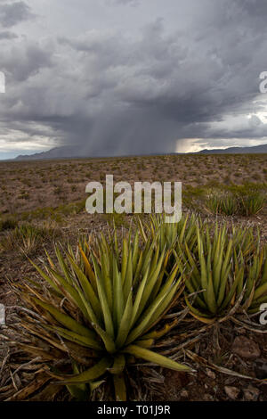 Quitman Mountains, Hudspeth County, Texas, USA Stock Photo - Alamy