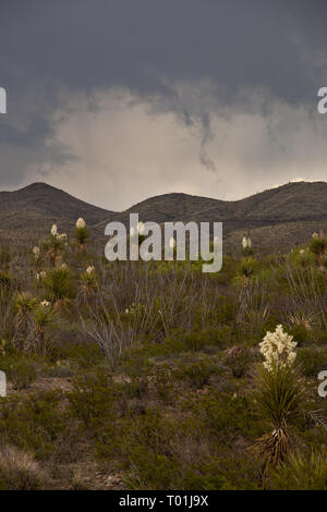 Quitman Canyon, Hudspeth County, Texas, USA Stock Photo - Alamy