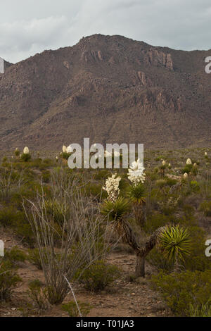 Quitman Canyon, Hudspeth County, Texas, USA Stock Photo - Alamy