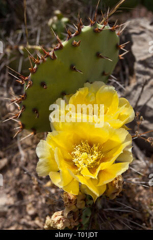 , Pecos County, Texas, USA Stock Photo - Alamy