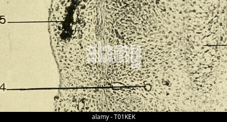 "The American journal of anatomy" (1901 Stock Photo - Alamy