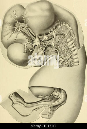 "The American journal of anatomy" (1901 Stock Photo - Alamy