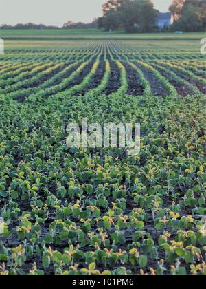 Illinois soybean or soy bean farm field Stock Photo - Alamy
