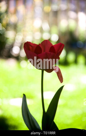 first red Tulips in early spring, water lily tulip, (Tulipa ...