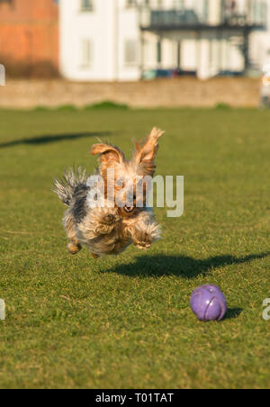 Norfolk terrier dog play on white snow Stock Photo - Alamy