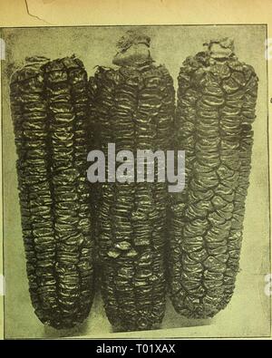 Dreer's garden calendar (1890 Stock Photo - Alamy