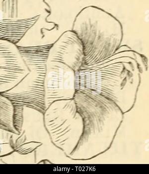 Dreer's garden calendar 1880 Stock Photo - Alamy