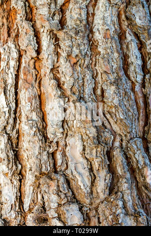 pine tree trunk in coniferous forest woodland Stock Photo - Alamy