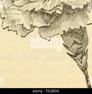 Dreer's garden calendar 1880 Stock Photo - Alamy