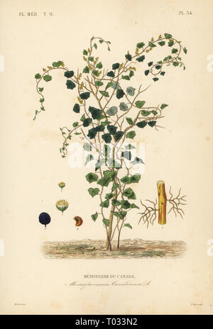 Canadian moonseed (Menispermum canadense Stock Photo - Alamy