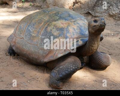 Side view of a huge Galapagos tortoise at Honolulu Zoo Stock Photo - Alamy