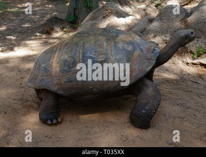 Side view of a huge Galapagos tortoise at Honolulu Zoo Stock Photo - Alamy