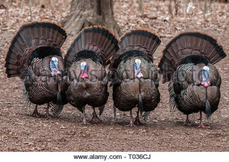 A wild tom turkey strutting in a field Stock Photo - Alamy