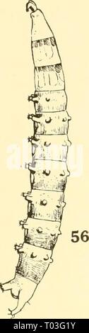 . The early stages of Tabanid (horse-flies) by Werner Marchand, PH. D ...
