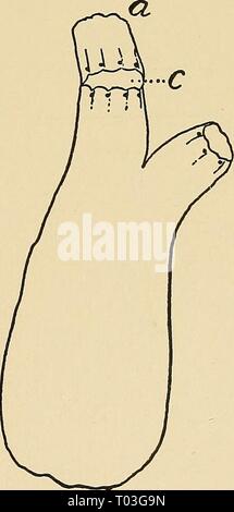. The dynamics of living matter . Fig. 47 Stock Photo - Alamy