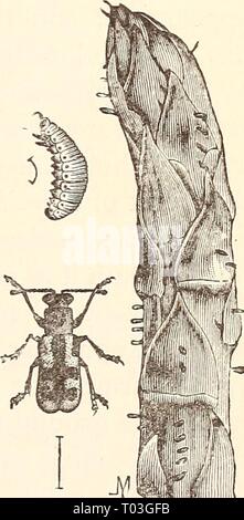 Three-lined Potato Beetle (Lema daturaphila Stock Photo - Alamy