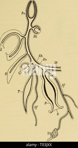 . Elementary text-book of zoology. Highly magnified. acid. They are ...