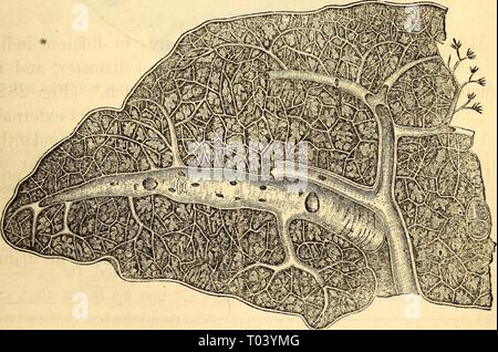 Illustration of a spleen with vein and artery Stock Photo - Alamy