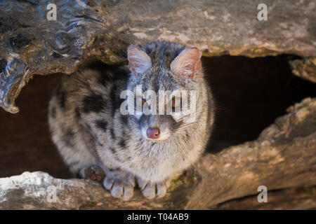 Genett Genets Genet Genetta habitat nature wildlife wild animal fur ...