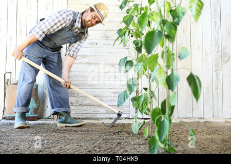 A man digging his vegetable garden, and planting young plants Stock ...