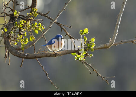 Closeup of a cute bluebird on a tree branch Stock Photo - Alamy