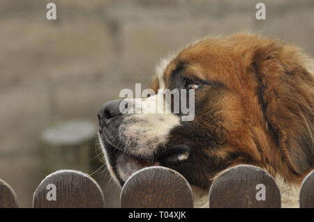 Bernardyn dog breed. Dog looking from behind the fence. Defender and ...