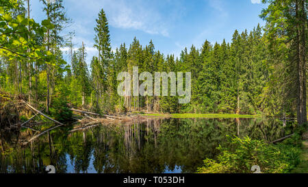 Boubin lake, primeval forest, Bohemian Forest National Park Stock Photo ...