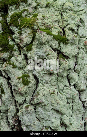 Wood cortex texture on a tree Stock Photo - Alamy