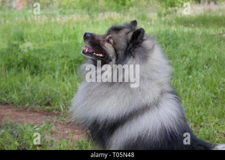 Deutscher wolfspitz is sitting on a green grass. Keeshond or german ...