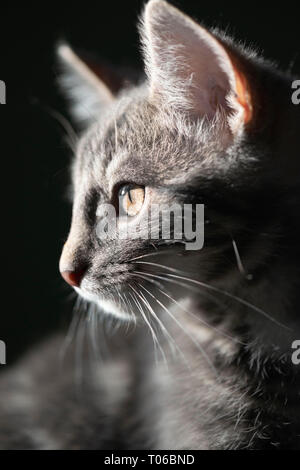 Closeup Portrait of Gray Kitten, Stare in Camera on Isolated Black ...