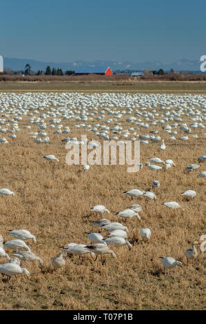 Overwintering migratory Lesser Snow Geese, Chen caerulescens, feeding ...