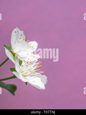 Violet paper blank and flowers of cherry tree on it Stock Photo - Alamy