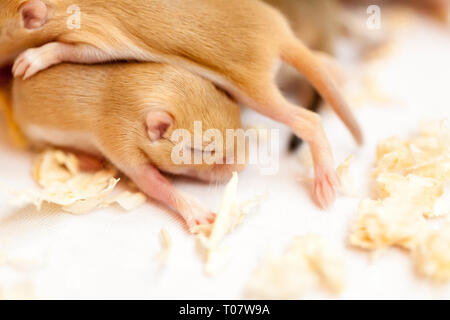 Mice huddled together Stock Photo - Alamy