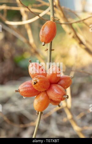 Thai Wild Olive riped, ready to eat, sweet, scientific name is ...