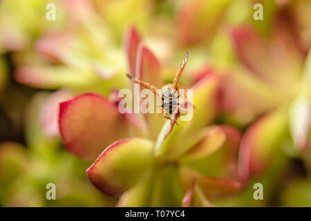 succulent plant on a yellow background Stock Photo - Alamy