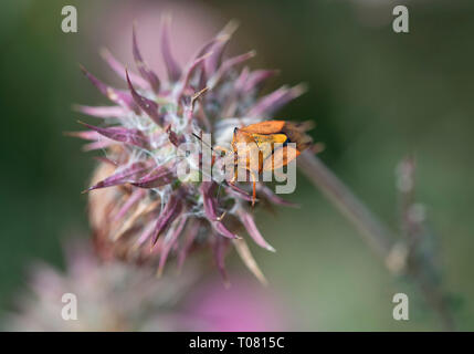 black-shouldered shieldbug, Bavaria, Germany, Europe, (Carpocoris ...