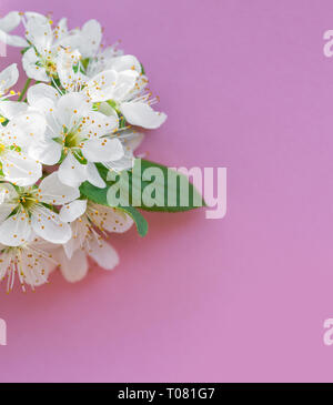Violet paper blank and flowers of cherry tree on it Stock Photo - Alamy