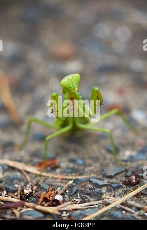 Japanese Giant Mantis Stock Photo - Alamy