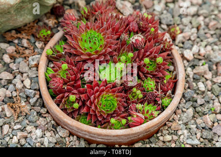 Green Sempervivum arachnoideum potted plant. Succulent Closeup Stock ...