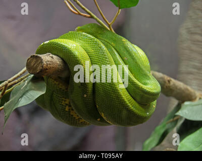 Black snake coiled around a tree, Indonesia Stock Photo - Alamy