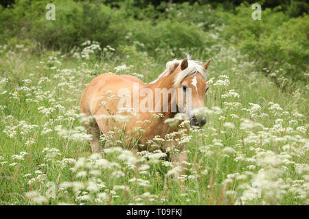 Nice chestnut haflinger running in freedom Stock Photo - Alamy