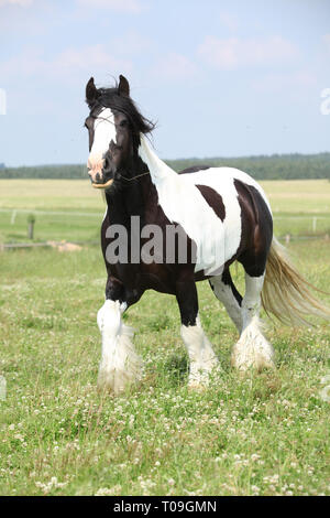 Gorgeous skewbald irish cob stallion, black and white colors, with long ...