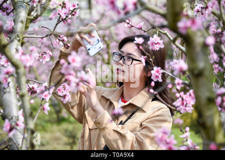 Guiyan, Guiyan, China. 19th Mar, 2019. Guiyang, CHINA-Plum blossoms ...