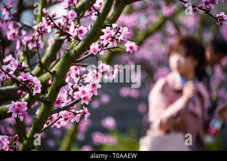 Guiyan, Guiyan, China. 19th Mar, 2019. Guiyang, CHINA-Plum blossoms ...