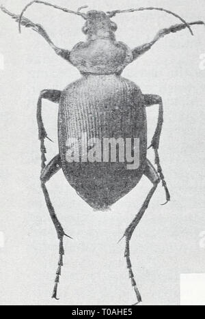 Eastern forest insects (1972 Stock Photo - Alamy