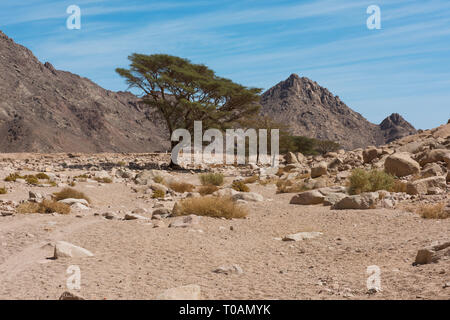 Sahara acacia tree acacia raddiana in an arid desert landscape Stock ...