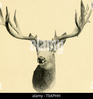 Early day stories; (1916 Stock Photo - Alamy