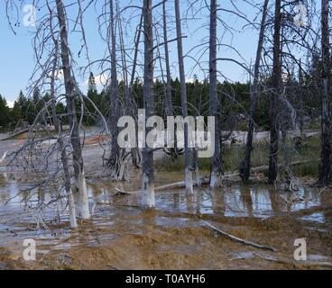 Leafless trees around the Celestine Pool hot spring at Yellowstone ...