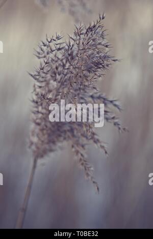 Reed landscape plant flower autumn Stock Photo - Alamy